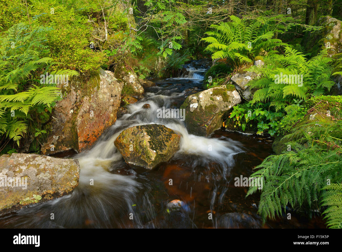 Mountain Stream, Vosges Mountain Range, Vosges, Alsace, France Stock ...