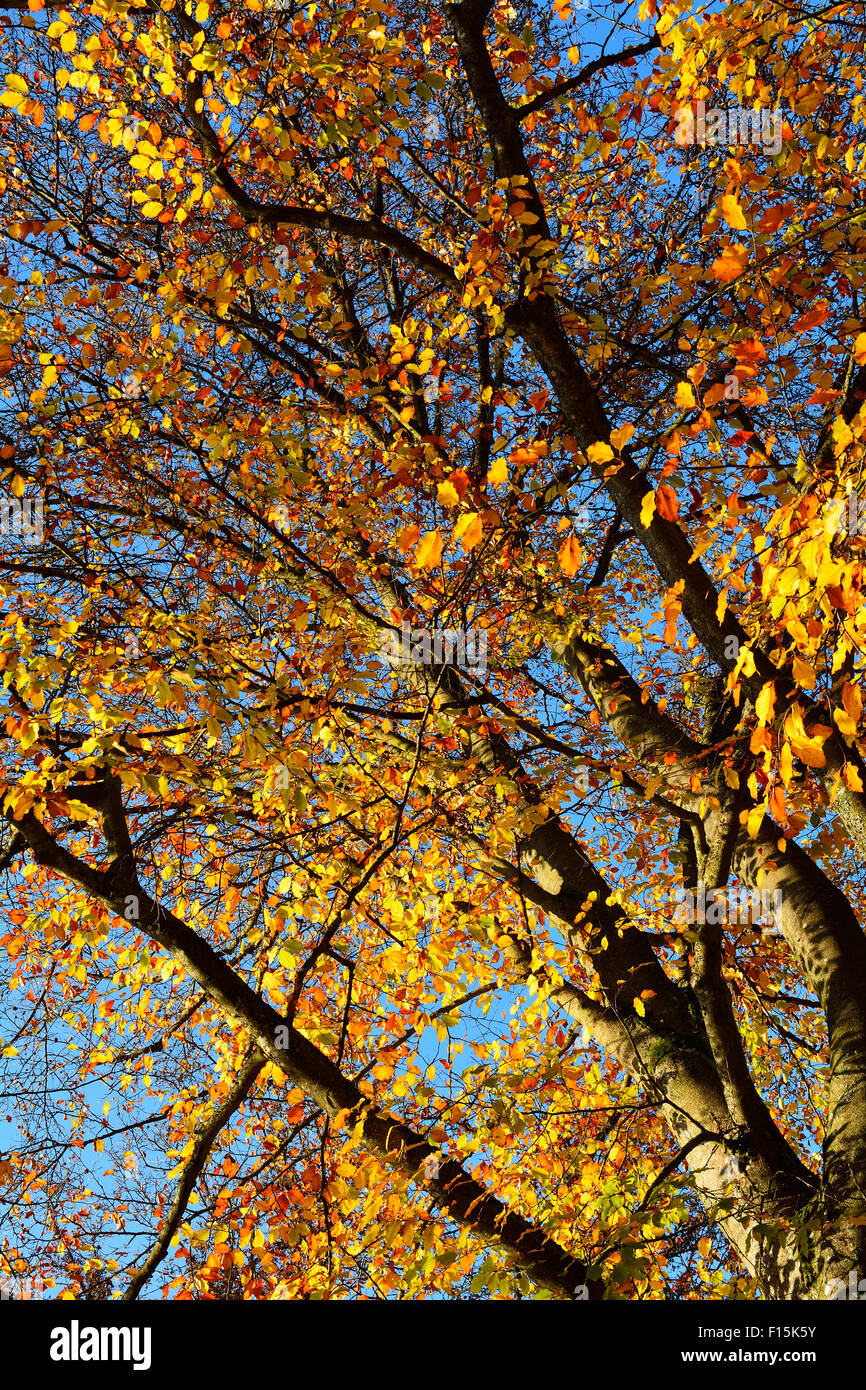 Autumn Colored Beech Tree Leaves, Bavaria, Germany Stock Photo - Alamy