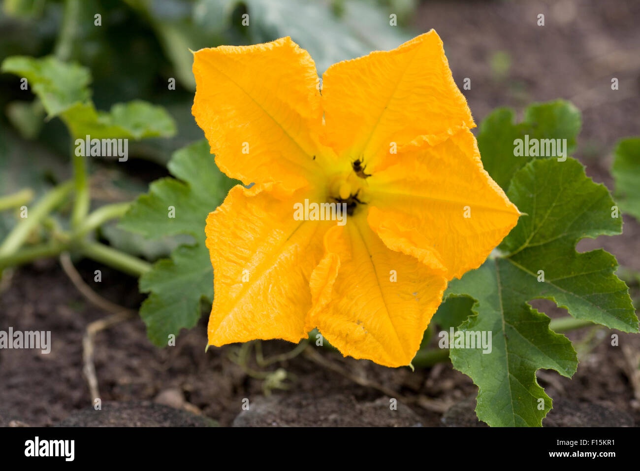 flower of a summer squash Stock Photo - Alamy