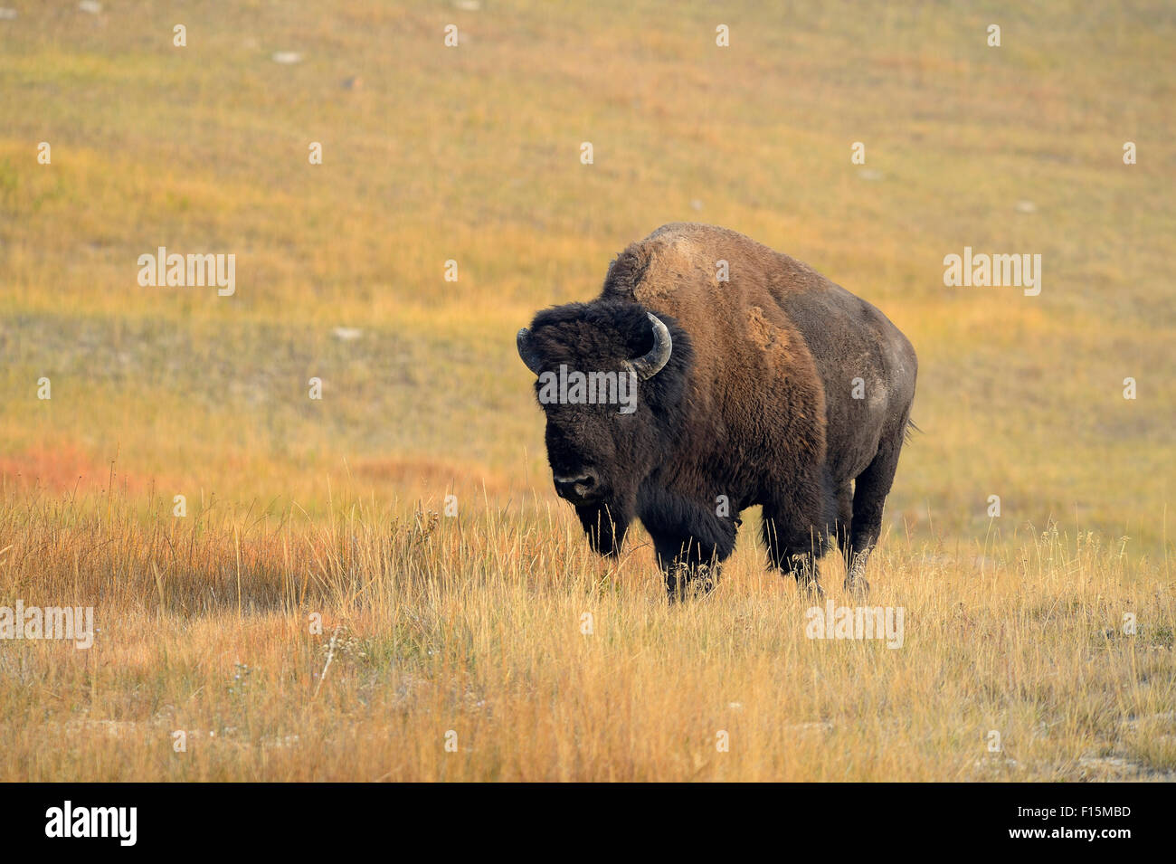 Bison (Bison bison) Bull in Yellow Grass in Autumn, Yellowstone ...