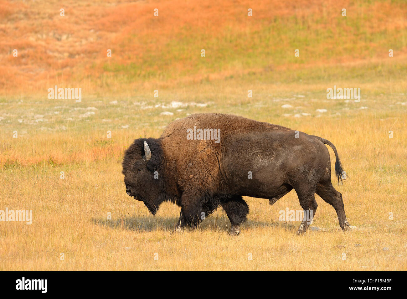 Bison (Bison bison) Bull in Yellow Grass in Autumn, Yellowstone ...