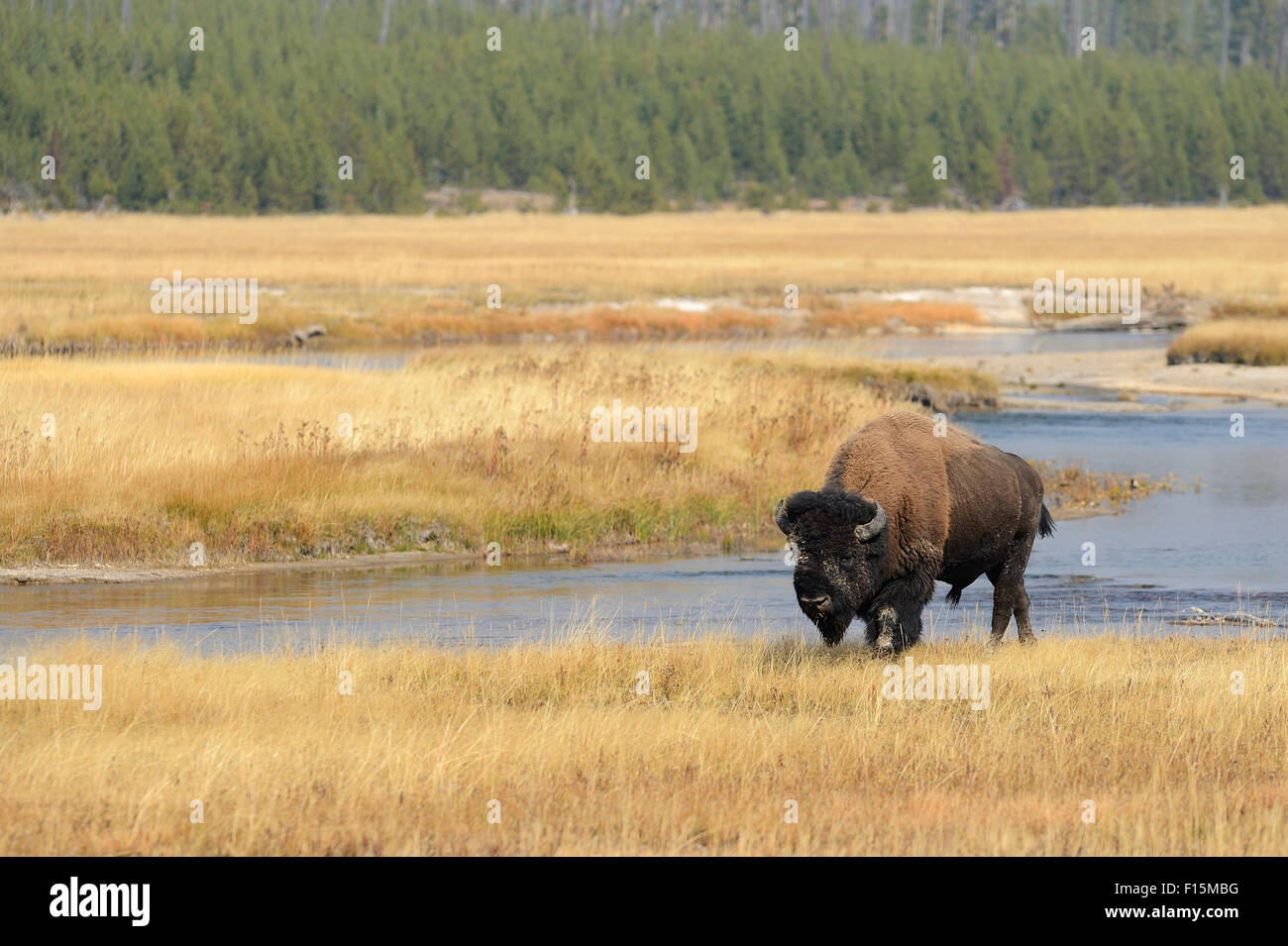 Bison (Bison bison) Bull near River in Yellow Grass in Autumn ...