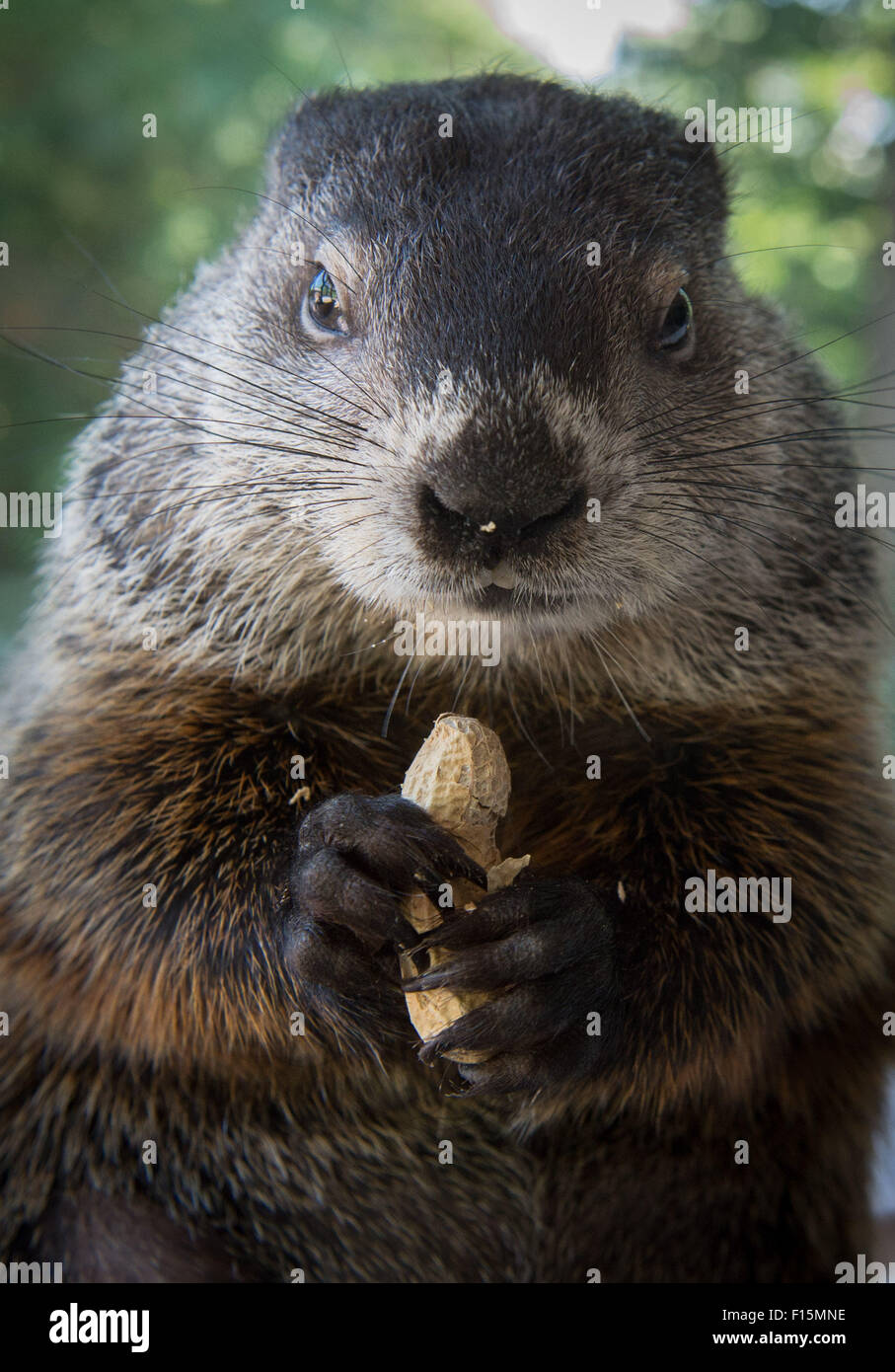 New York, New York, USA. 14th Jan, 2014. Cassie, a Groundhog, Staten ...