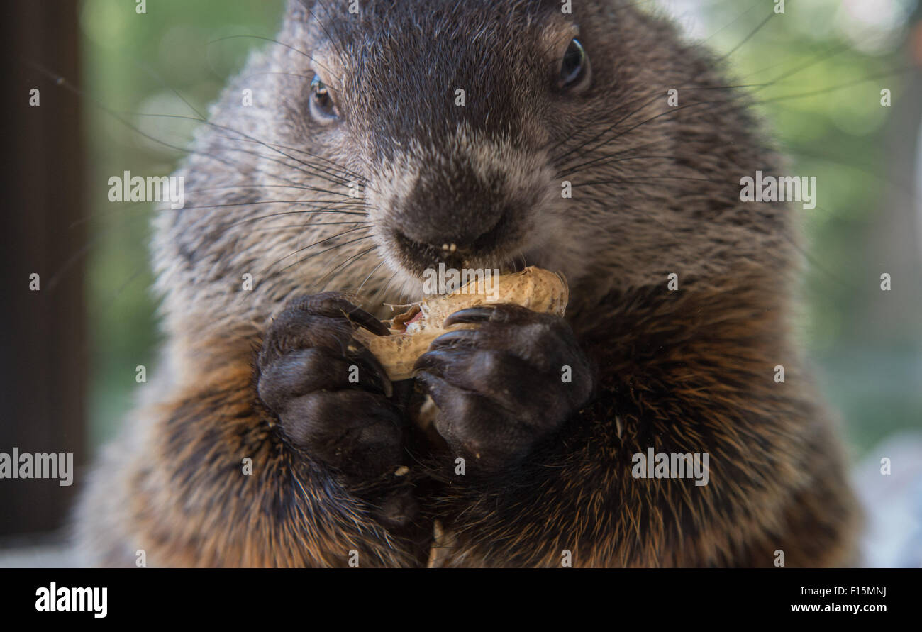 New York, New York, USA. 14th Jan, 2014. Cassie, a Groundhog, Staten ...