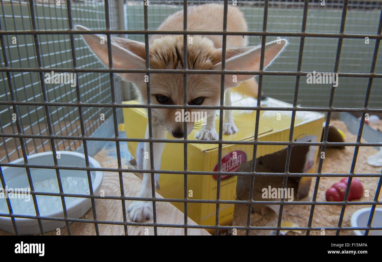New York, New York, USA. 14th Jan, 2014. Greg a Fennec Fox, Staten ...