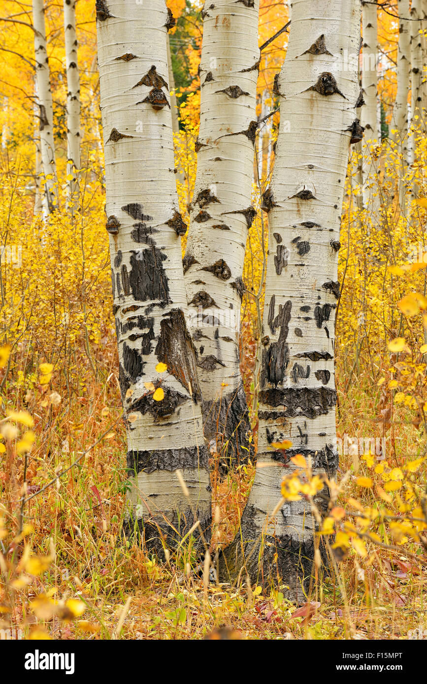 American Aspen Tree (Populus tremuloides) Trunks in Forest with Autumn ...