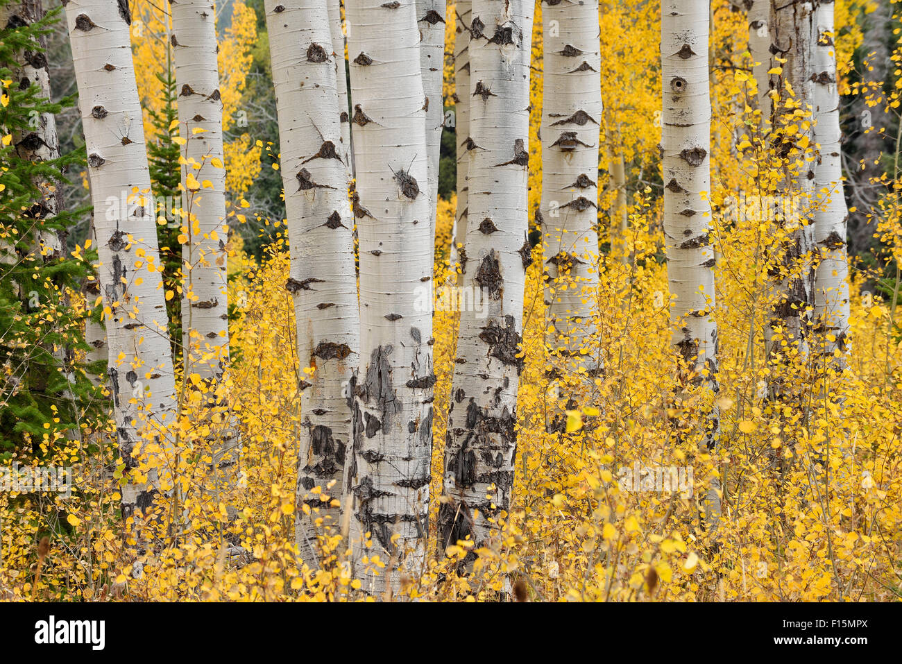 American Aspen Tree (Populus tremuloides) Trunks in Forest with Autumn ...
