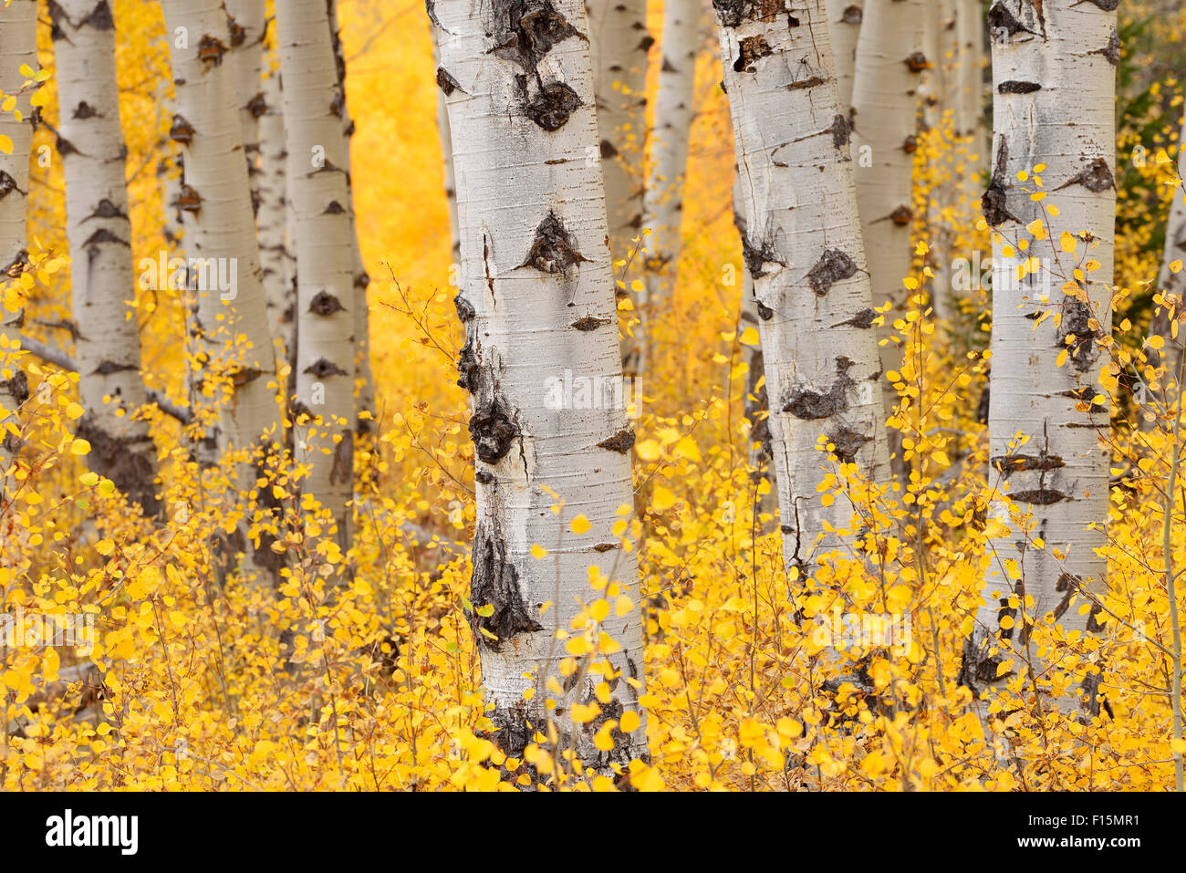 American Aspen Tree (Populus tremuloides) Trunks in Forest with Autumn ...