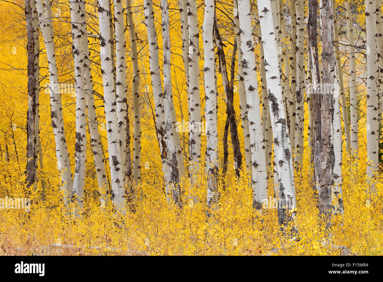 American Aspen Tree (Populus tremuloides) Trunks in Forest with Autumn ...