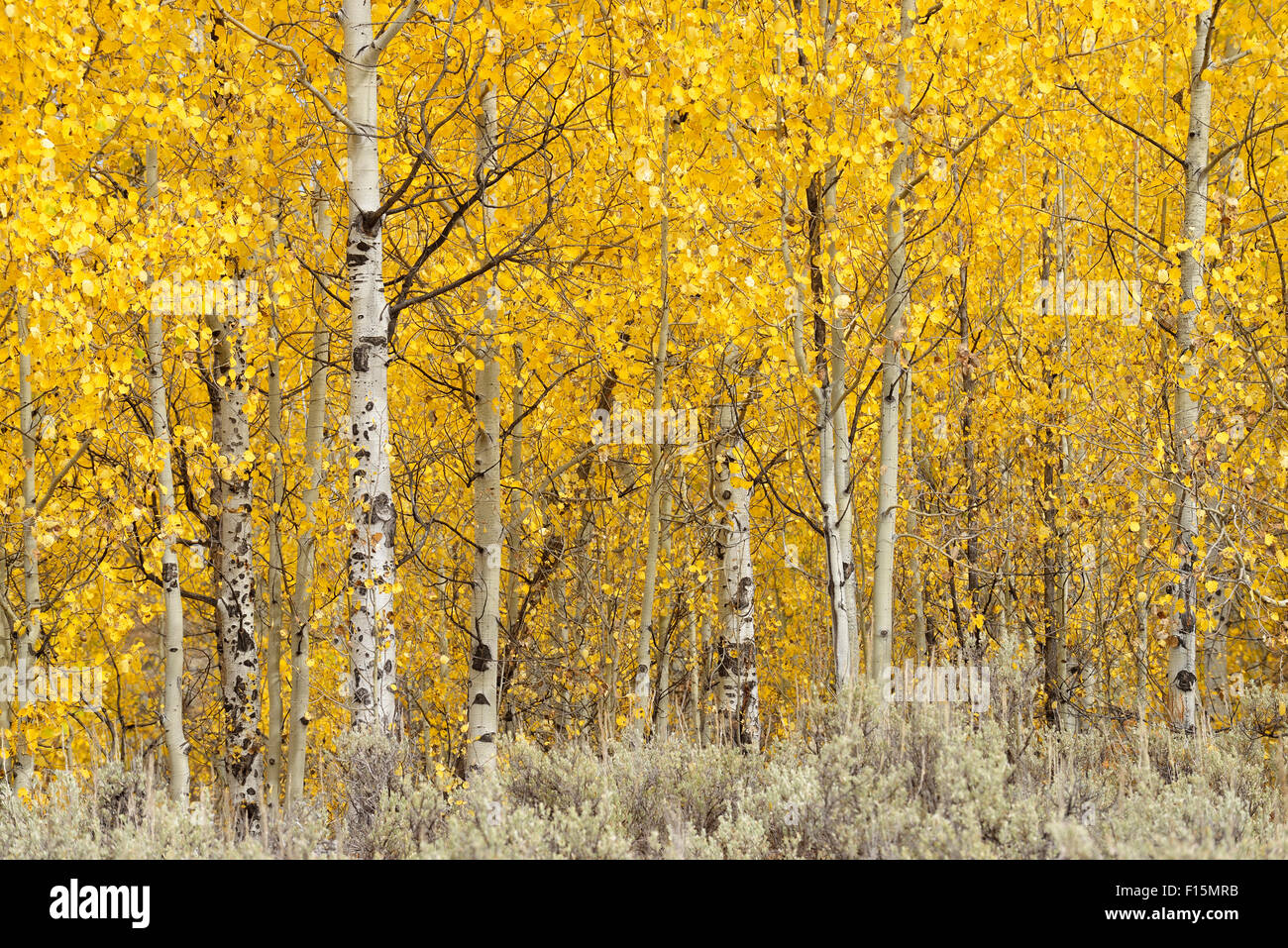American Aspen Trees (Populus tremuloides) in Forest with Autumn ...