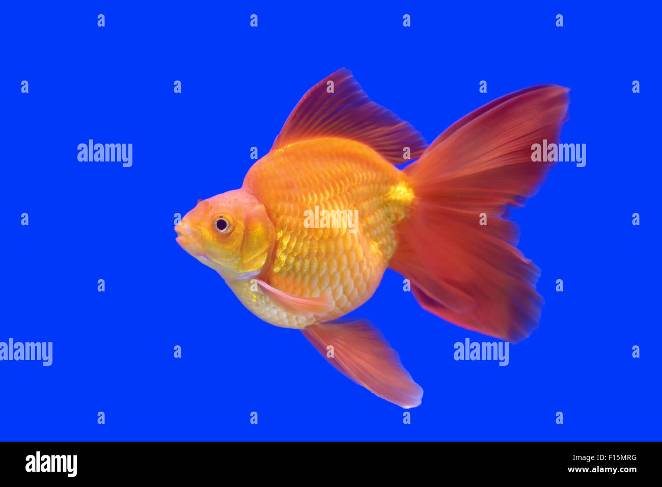 beautiful goldfish in the aquarium Stock Photo - Alamy