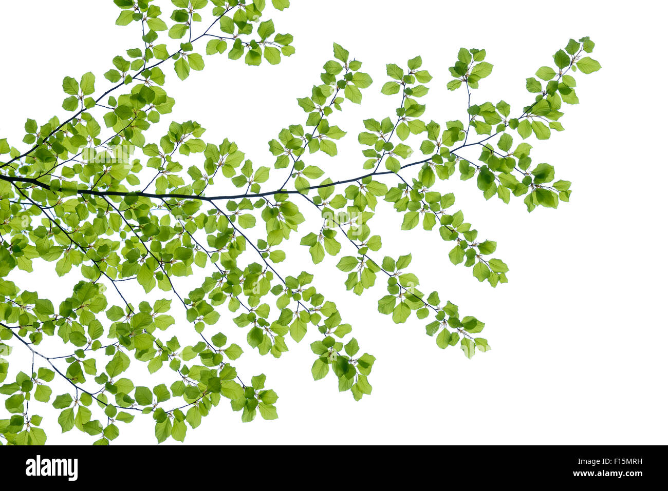 White beech tree hi-res stock photography and images - Alamy