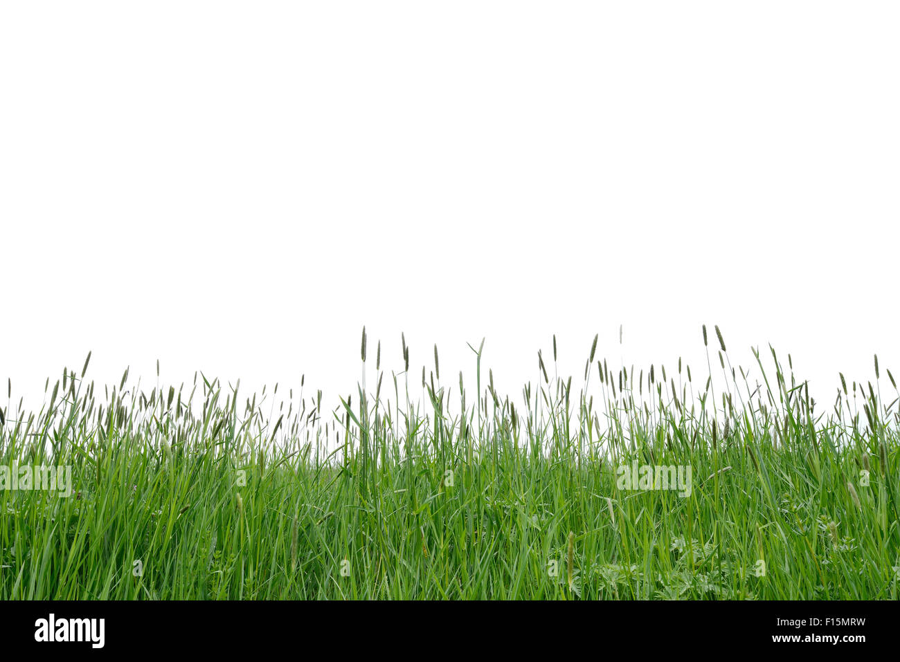 Meadow with White Background Stock Photo - Alamy