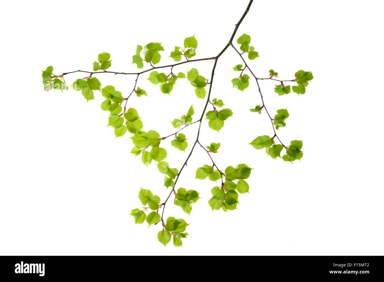 Lime Tree (Tilia) Leaves on White Background Stock Photo - Alamy