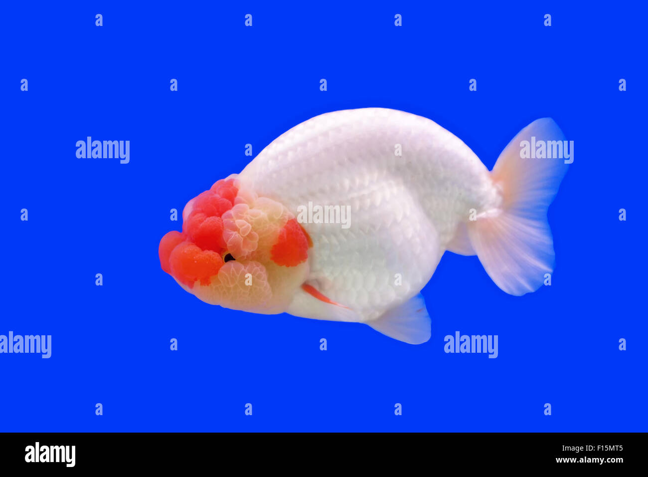 White Ranchu Goldfish