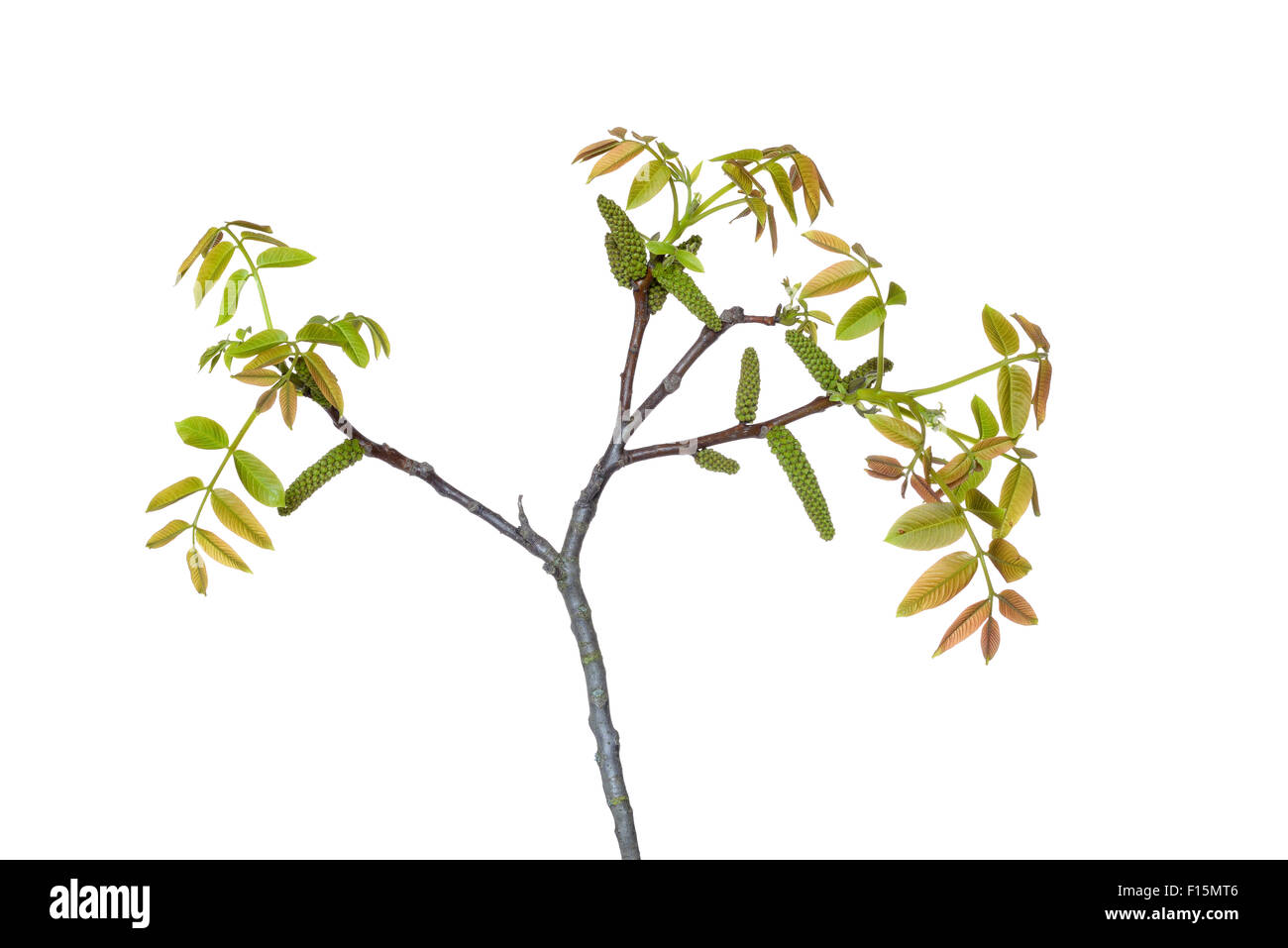 Walnut Blossom and Fresh Leaves in Spring on White Background Stock ...