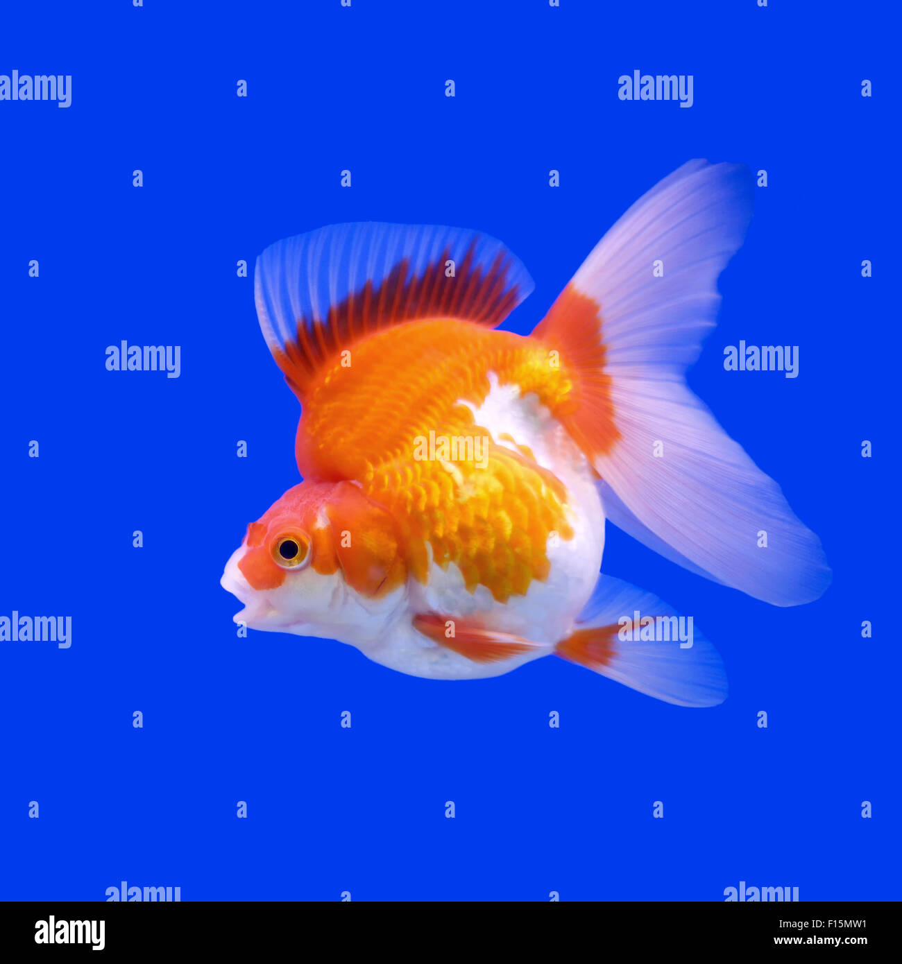 Beautiful goldfish hi-res stock photography and images - Alamy