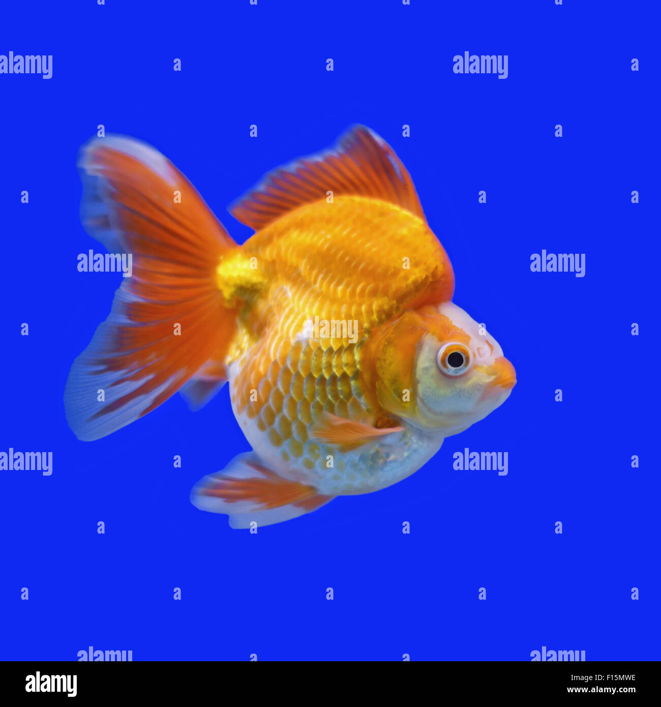 beautiful goldfish in the aquarium Stock Photo - Alamy