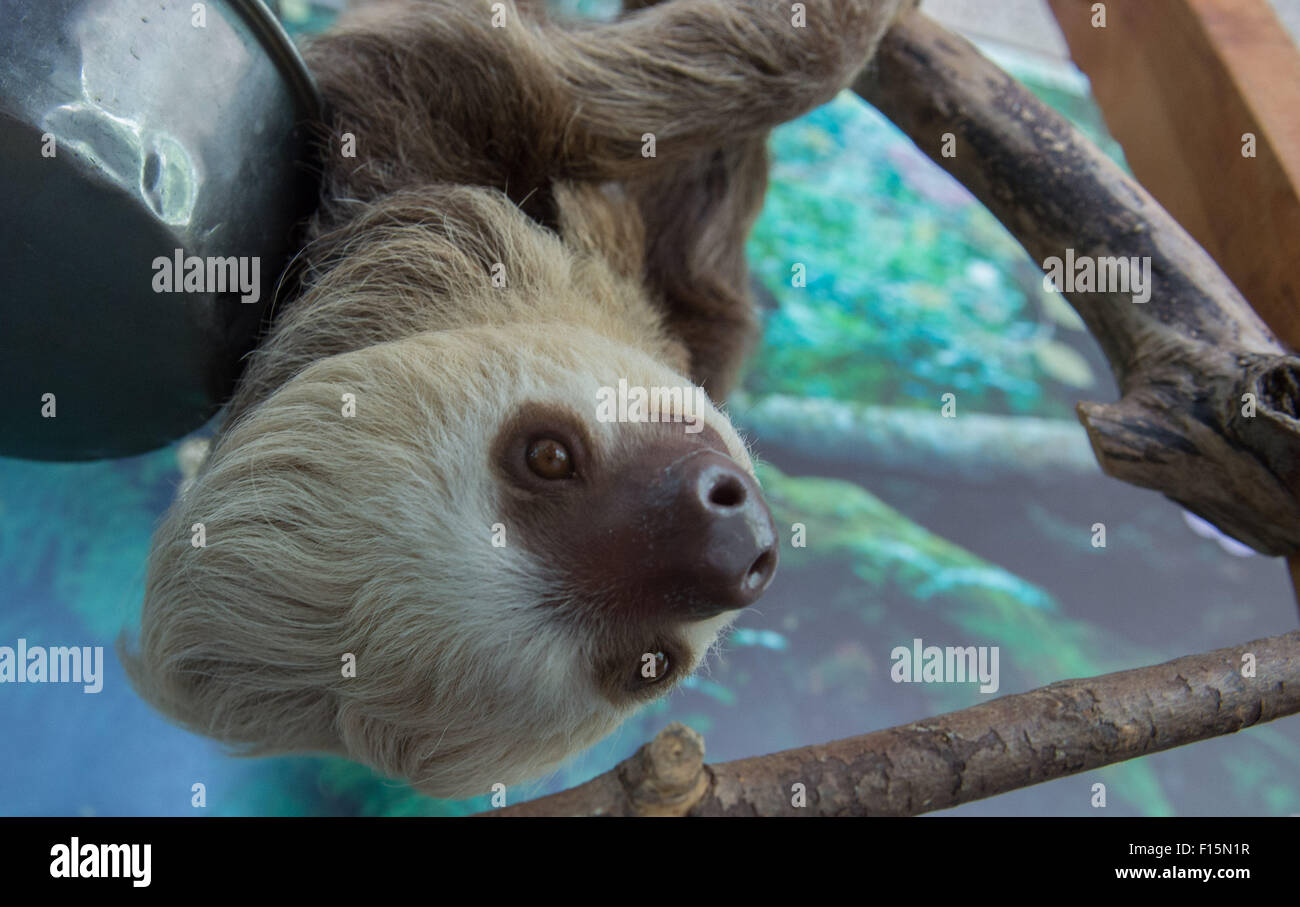 New York, New York, USA. 14th Jan, 2014. CC, a South American Sloth ...