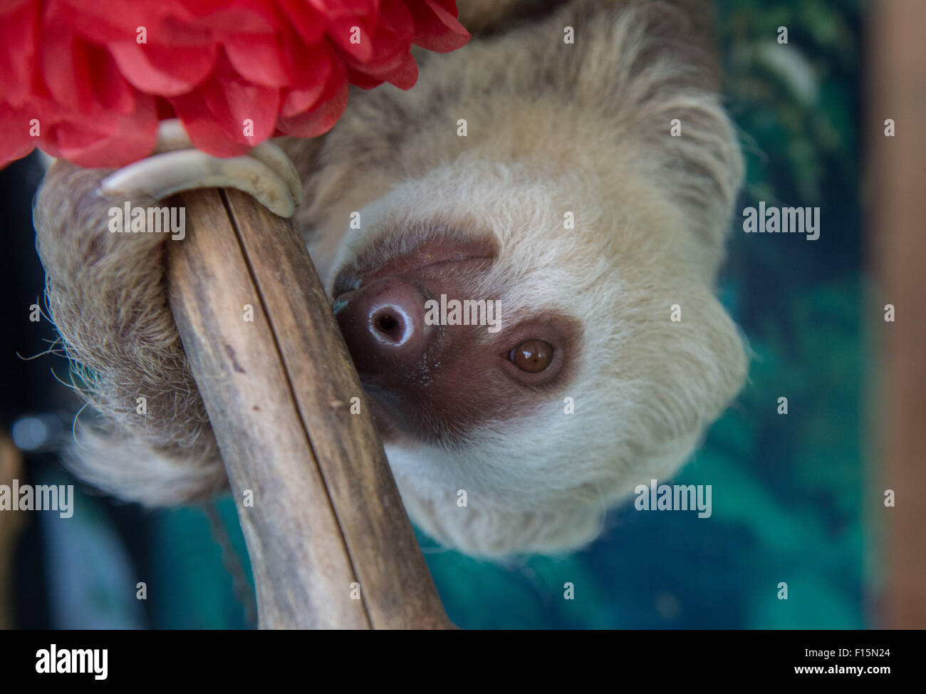 New York, New York, USA. 14th Jan, 2014. CC, a South American Sloth ...