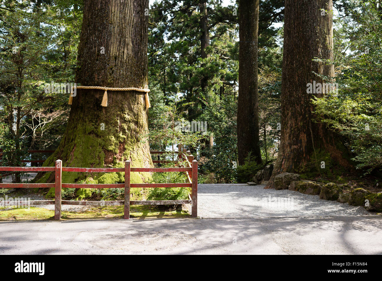 800 year old Cedar tree with yellow straw rope at Hakone Shrine on Lake ...