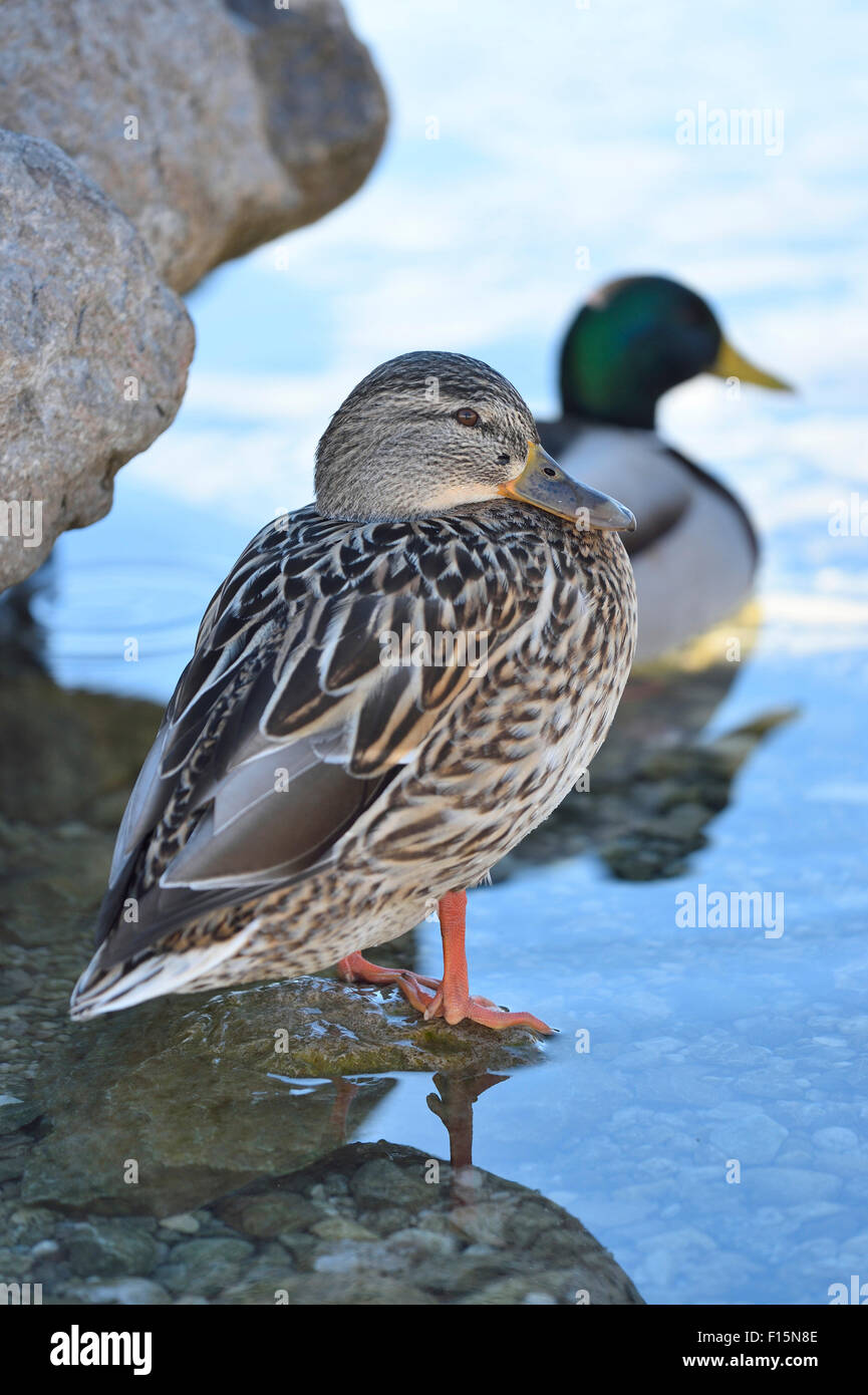 Female mallard duck (Anas platyrhynchos) with mallard drake in the ...