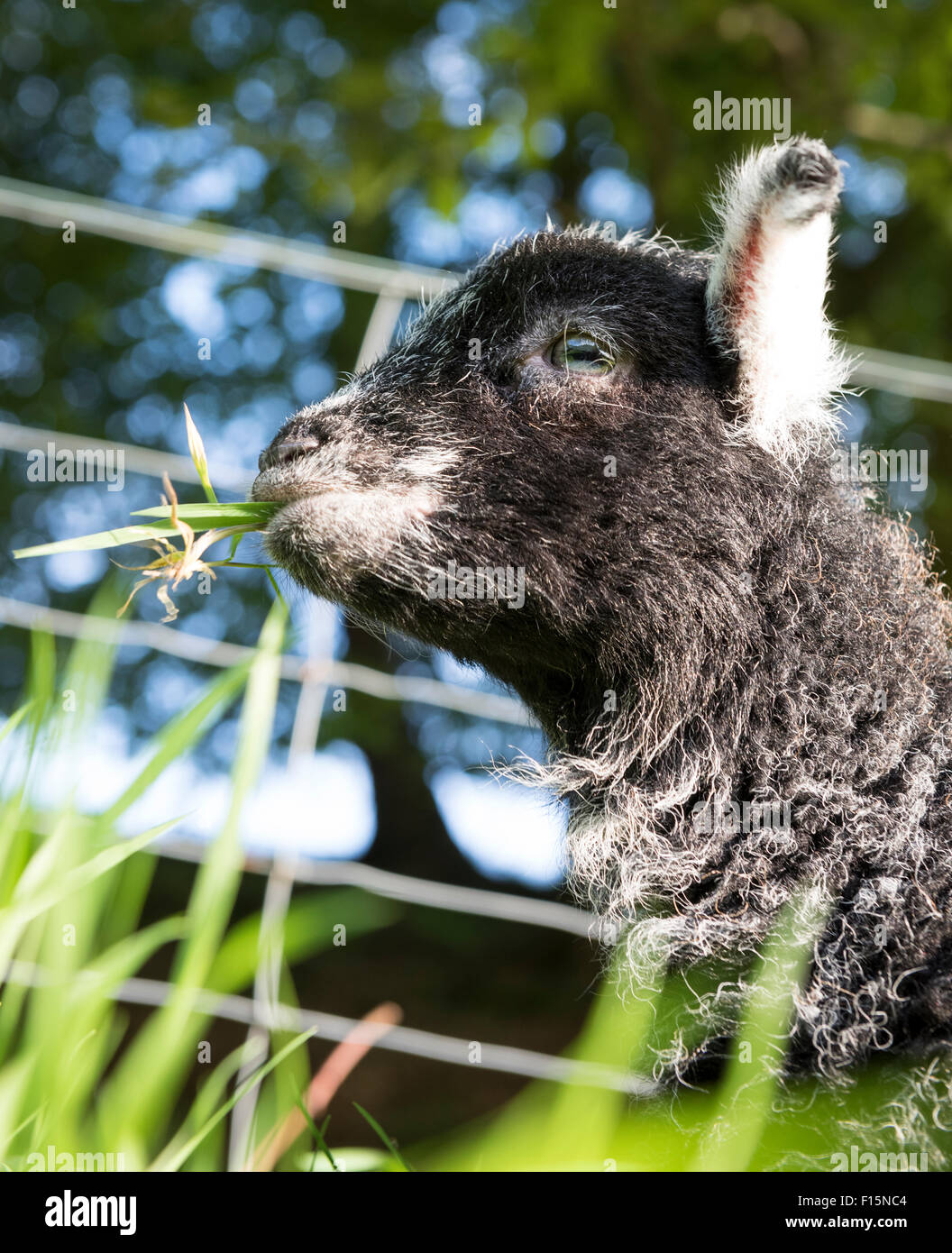 Chewing the grass hi-res stock photography and images - Alamy