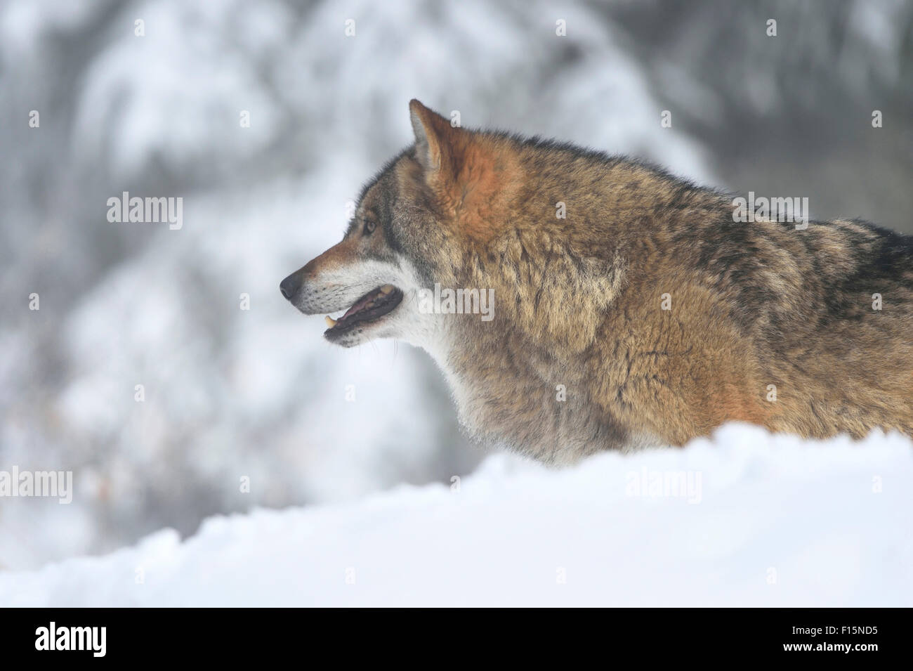 Close-up portrait of a European grey wolf (canis lupus) in winter ...