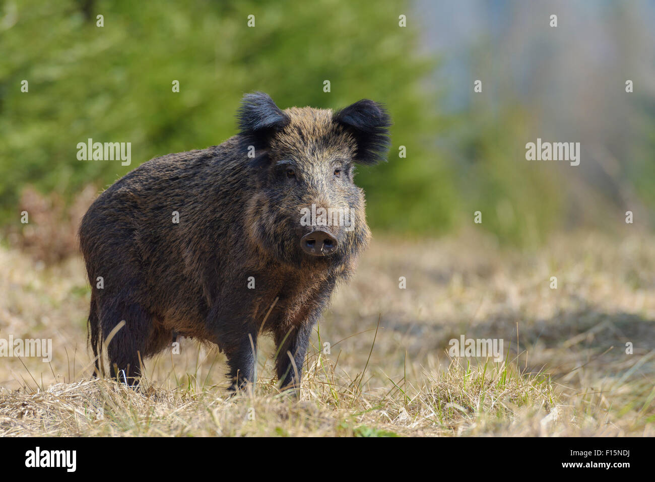 Portrait of a Wild boar (Sus scrofa) in Early Spring, Female, Spessart ...