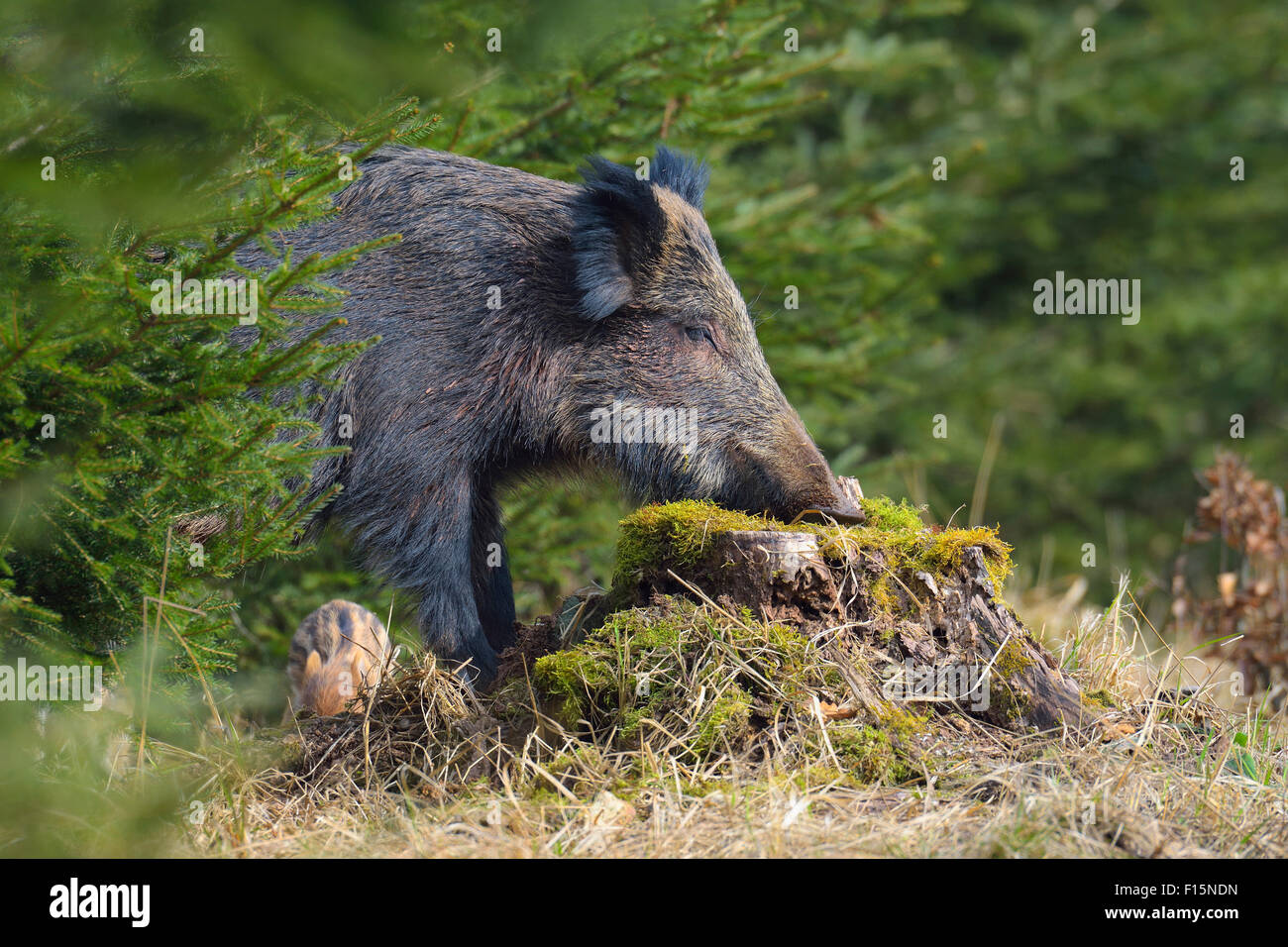 Close-up a Wild boar (Sus scrofa) eating moss on tree stump in Early ...