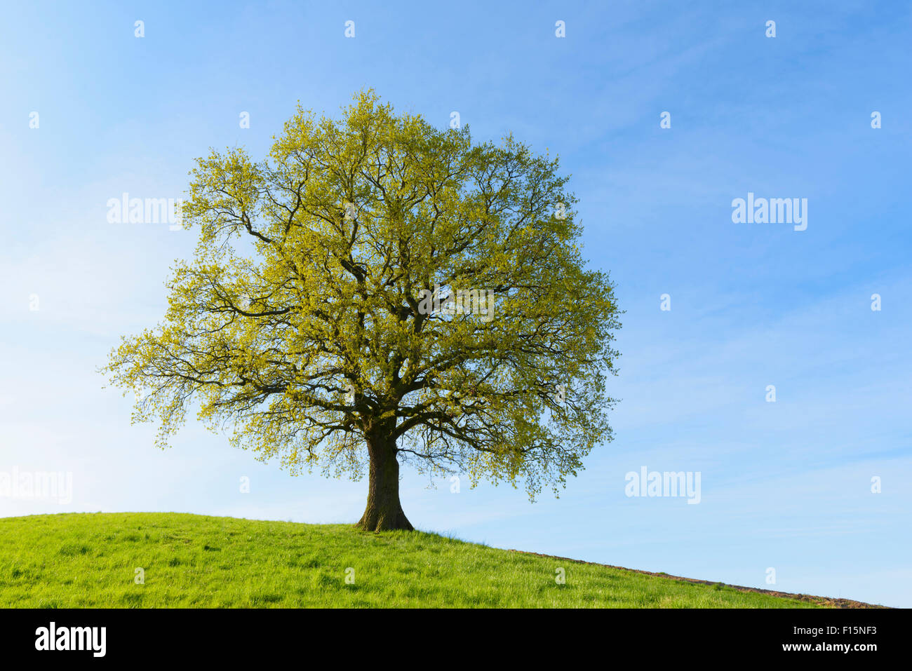 Old Oak Tree on hill in Early Spring, Odenwald, Hesse, Germany Stock ...