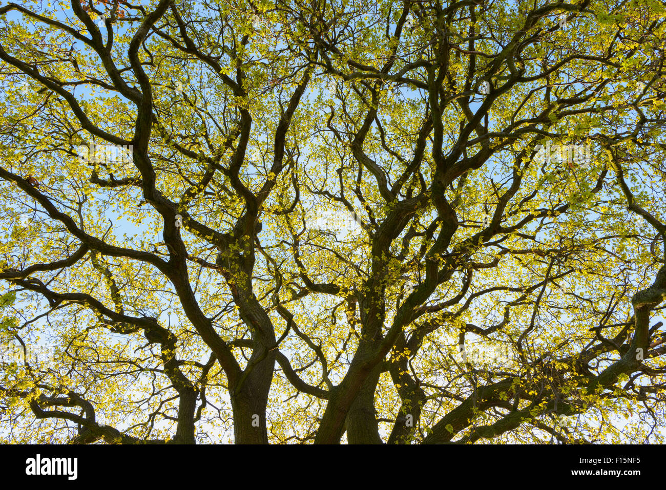 Low angle view of branches of Old Oak Tree in spring, Odenwald, Hesse ...