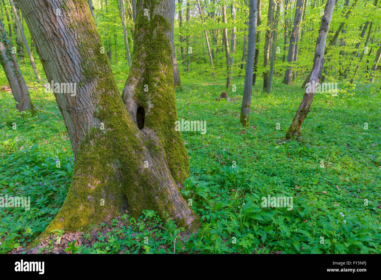Close-up of tree trunk in Beech tree (Fagus sylvatica) Forest in Spring ...