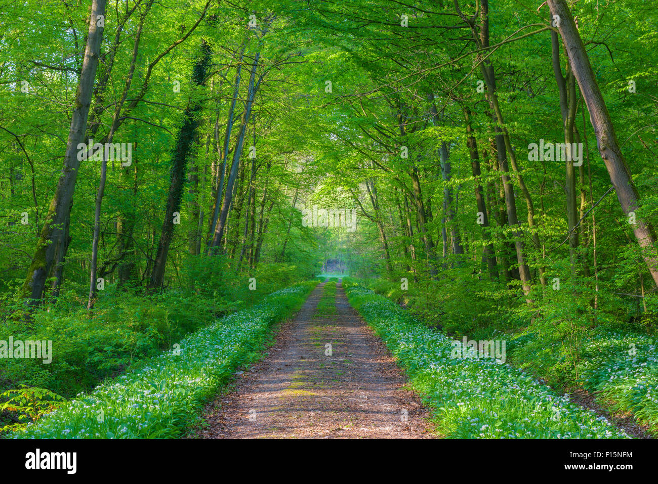 Path through Beech tree (Fagus sylvatica) Forest, Hesse, Germany Stock ...