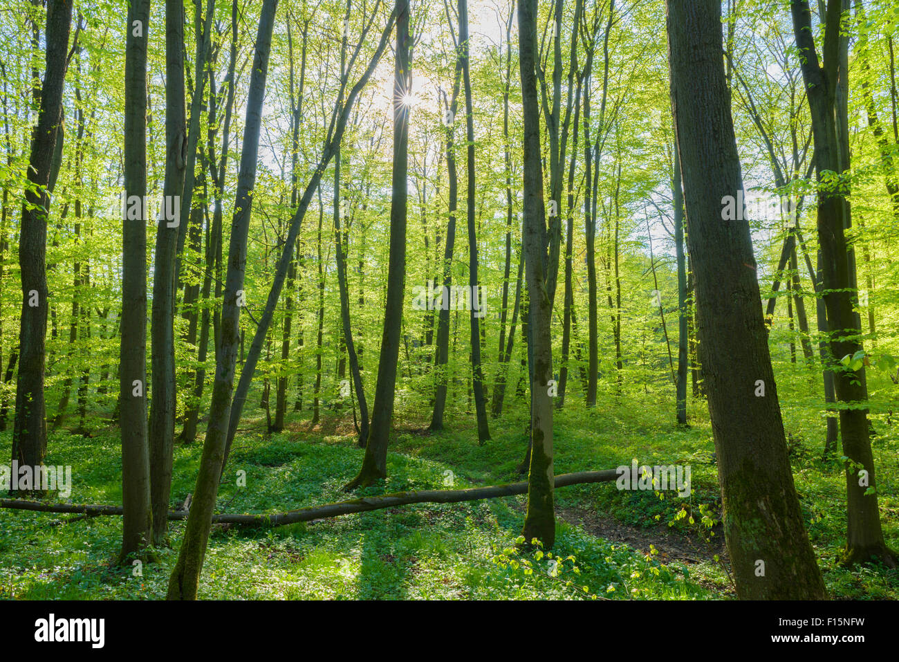 Beech tree (Fagus sylvatica) Forest in Spring, Hesse, Germany Stock ...