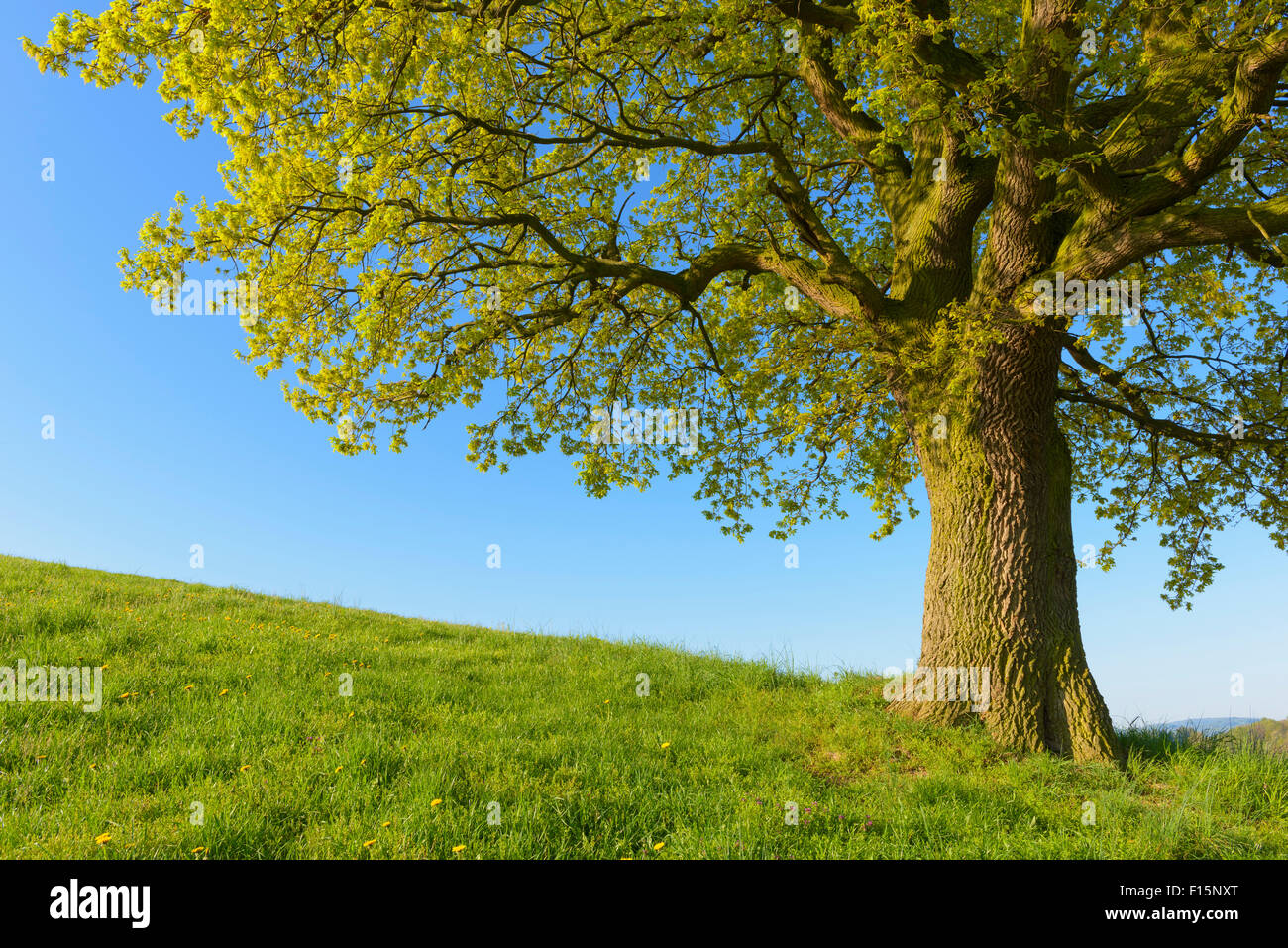 Close-up of Old Oak Tree on hill in Early Spring, Odenwald, Hesse ...