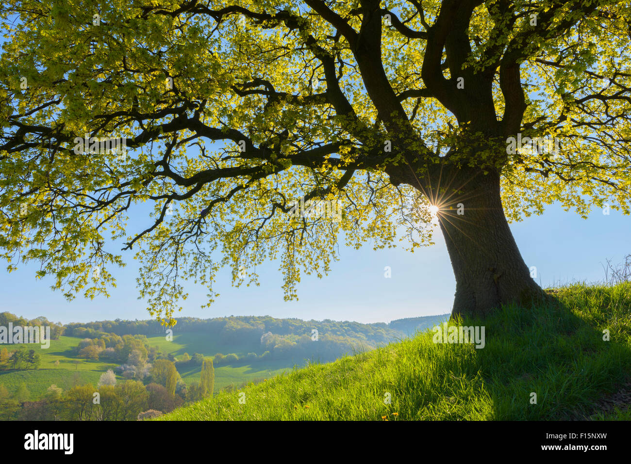 Old Oak Tree with sun and scenic view in Early Spring, Odenwald, Hesse ...