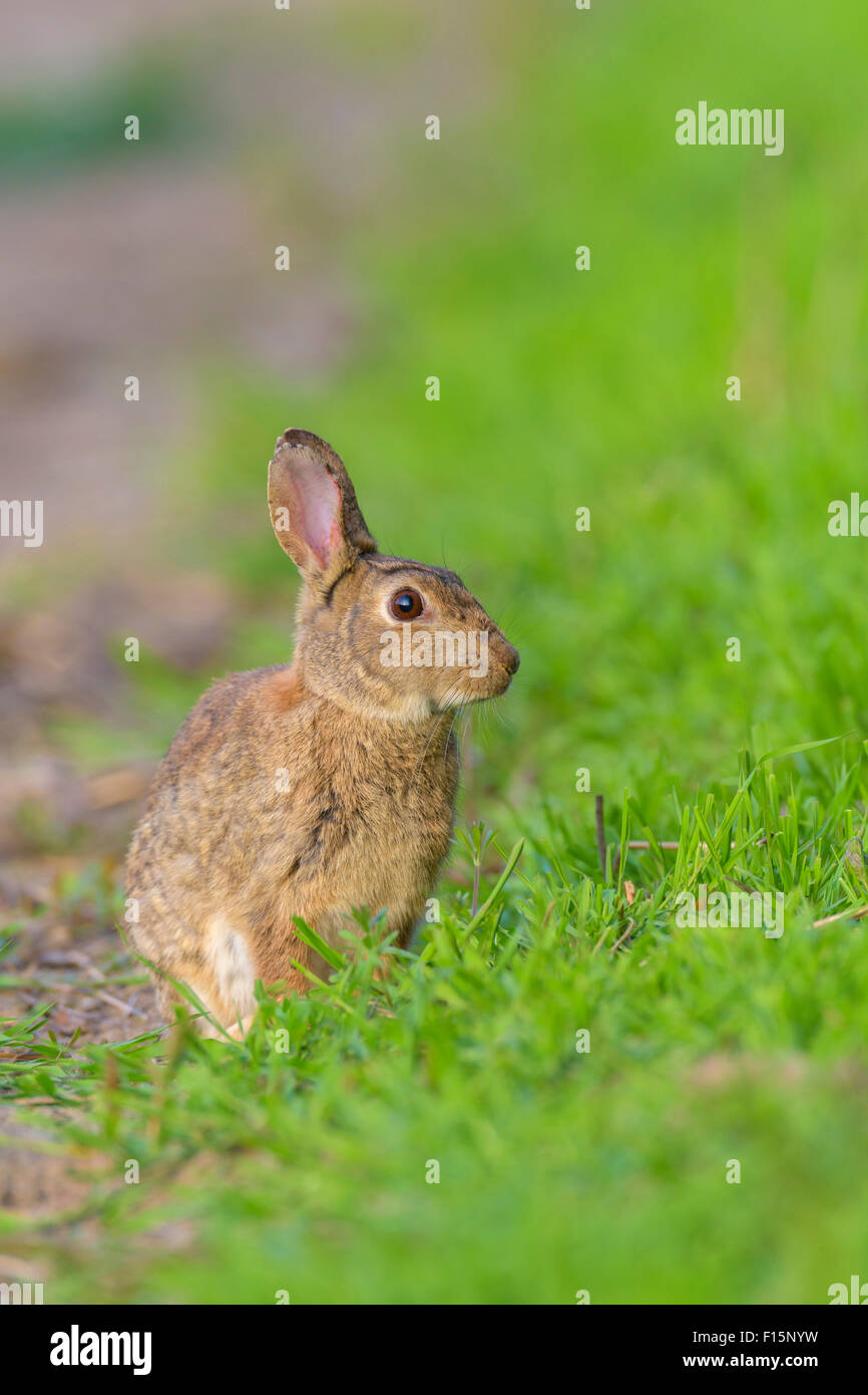 European Rabbit (Oryctolagus cuniculus) in Spring, Hesse, Germany Stock ...