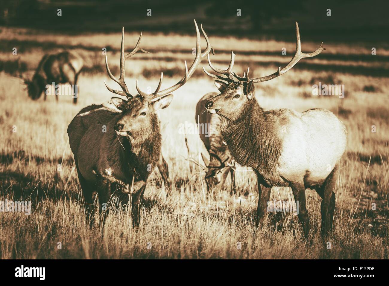 Colorado Elks Gang in Estes Park. Colorado Wildlife. Vintage Brown ...