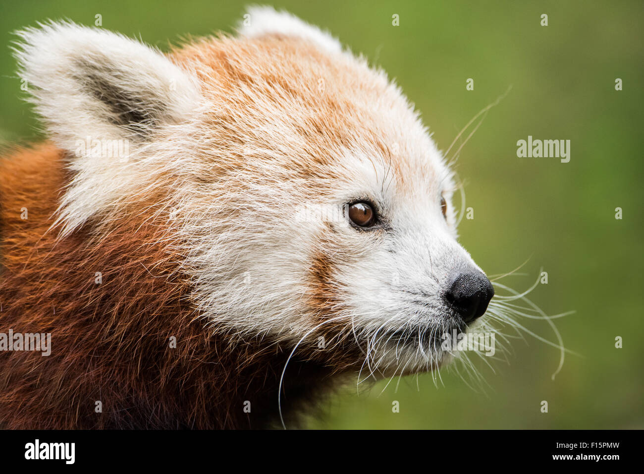 Red panda hi-res stock photography and images - Alamy