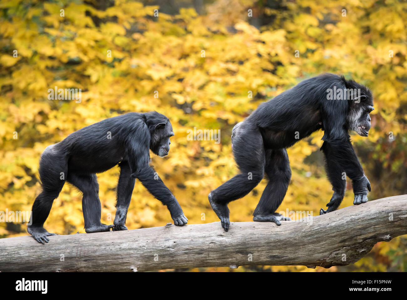 Chimp Walking In Profile