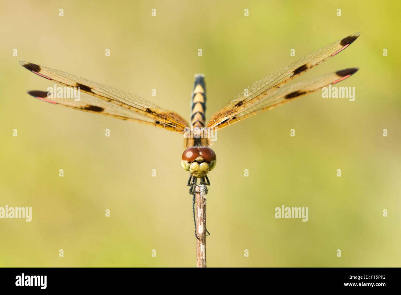 Calico pennant dragonfly hi-res stock photography and images - Alamy