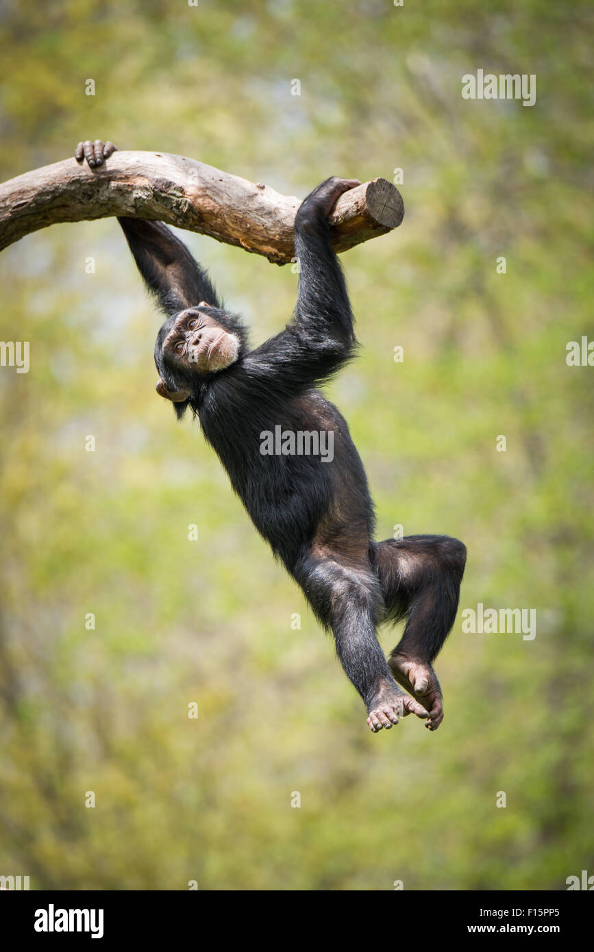 Swinging from a tree hi-res stock photography and images - Alamy