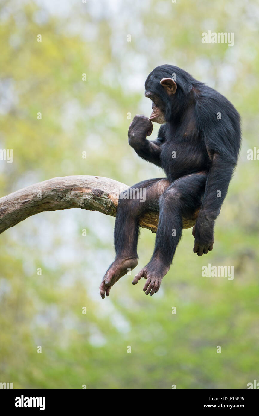 Young Chimpanzee Sitting in Tree Stock Photo - Alamy