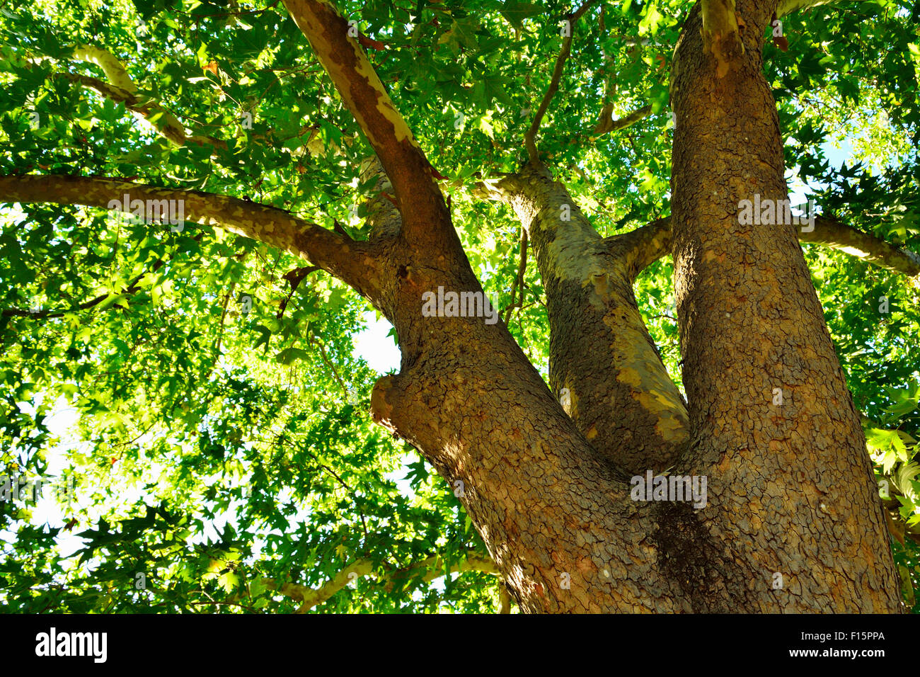Tree Tops in Summer, Adelaide, South Australia, Australia Stock Photo ...