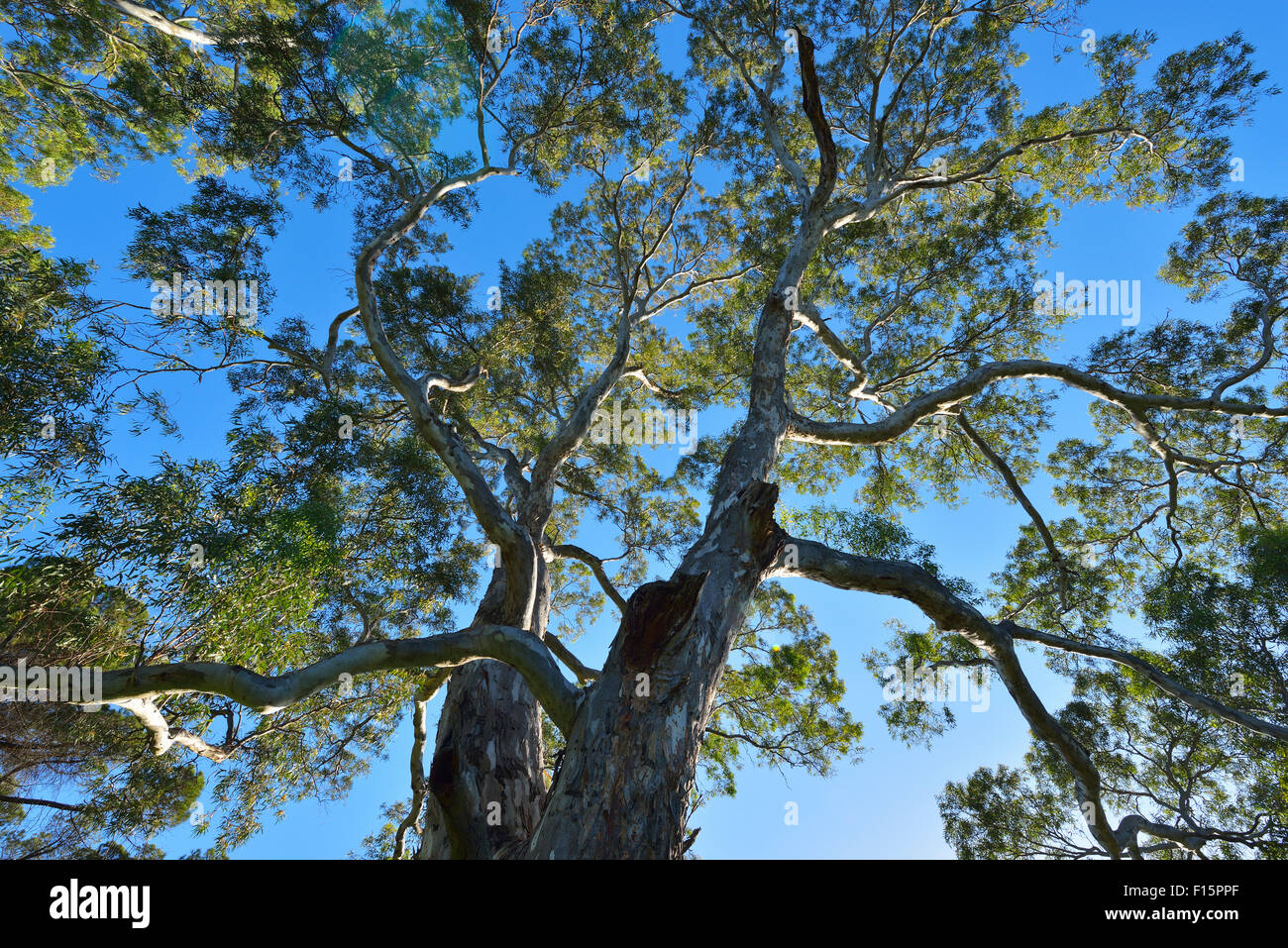 Eucalyptus Tree, Adelaide, South Australia, Australia Stock Photo - Alamy