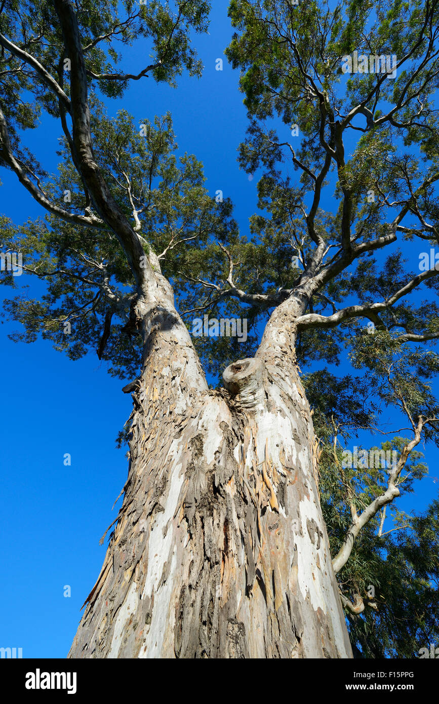 Eucalyptus Tree, Adelaide, South Australia, Australia Stock Photo - Alamy