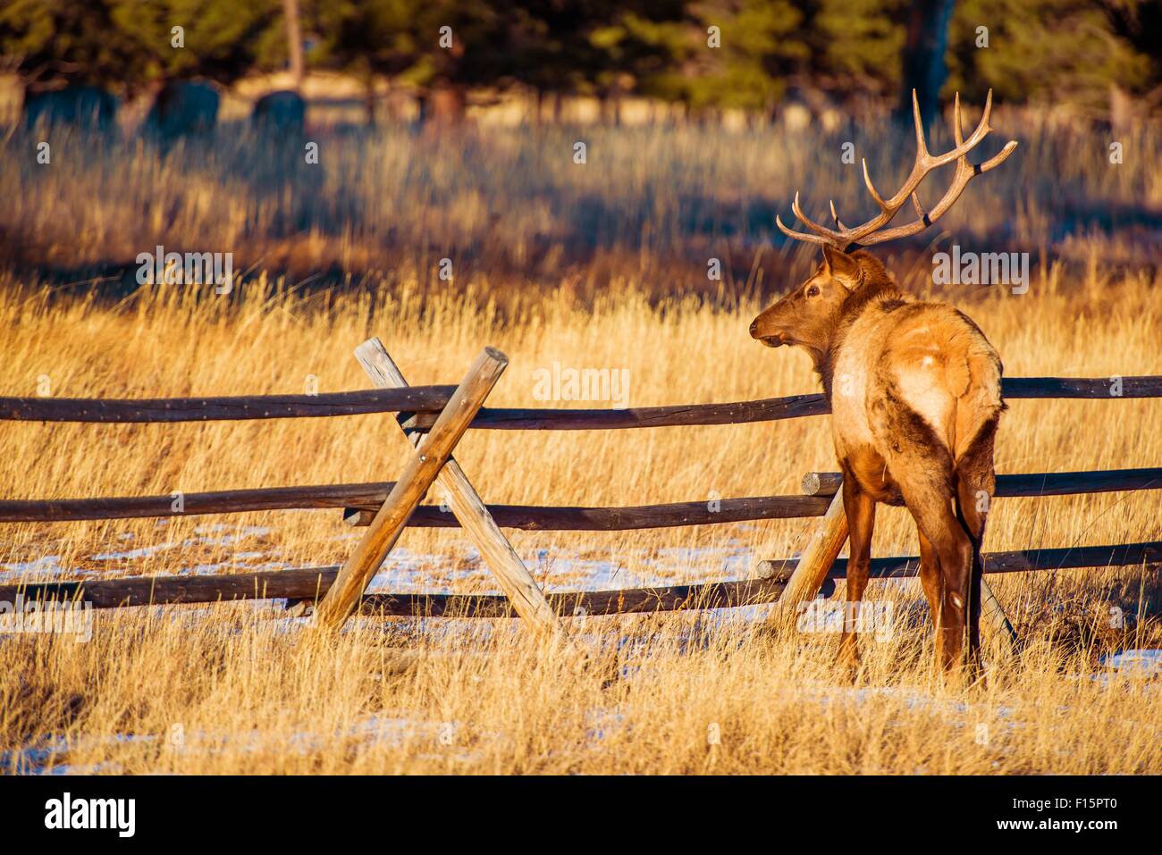 Elk Horn Fence High Resolution Stock Photography and Images - Alamy