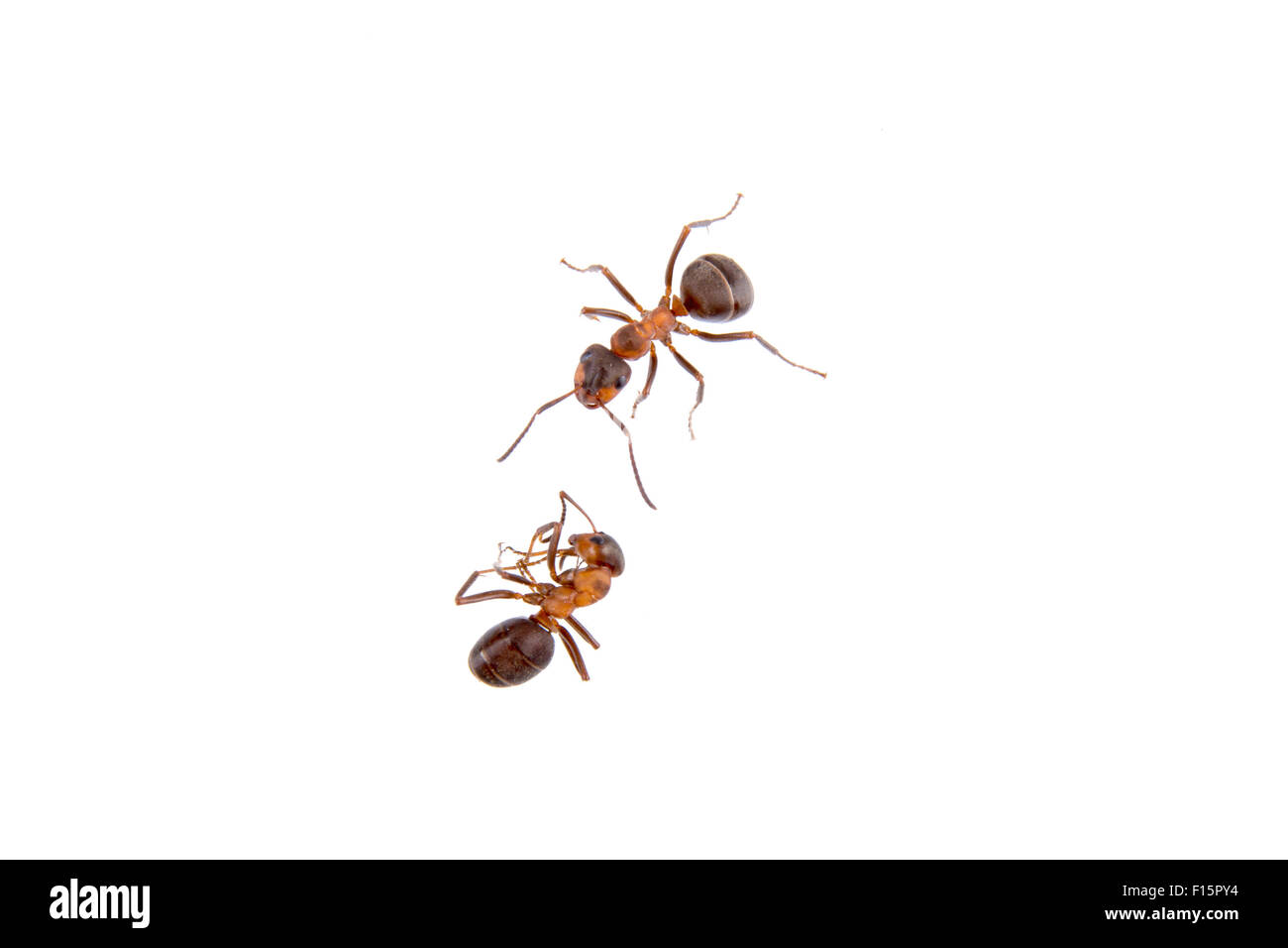 Ants isolated on a white background Stock Photo - Alamy