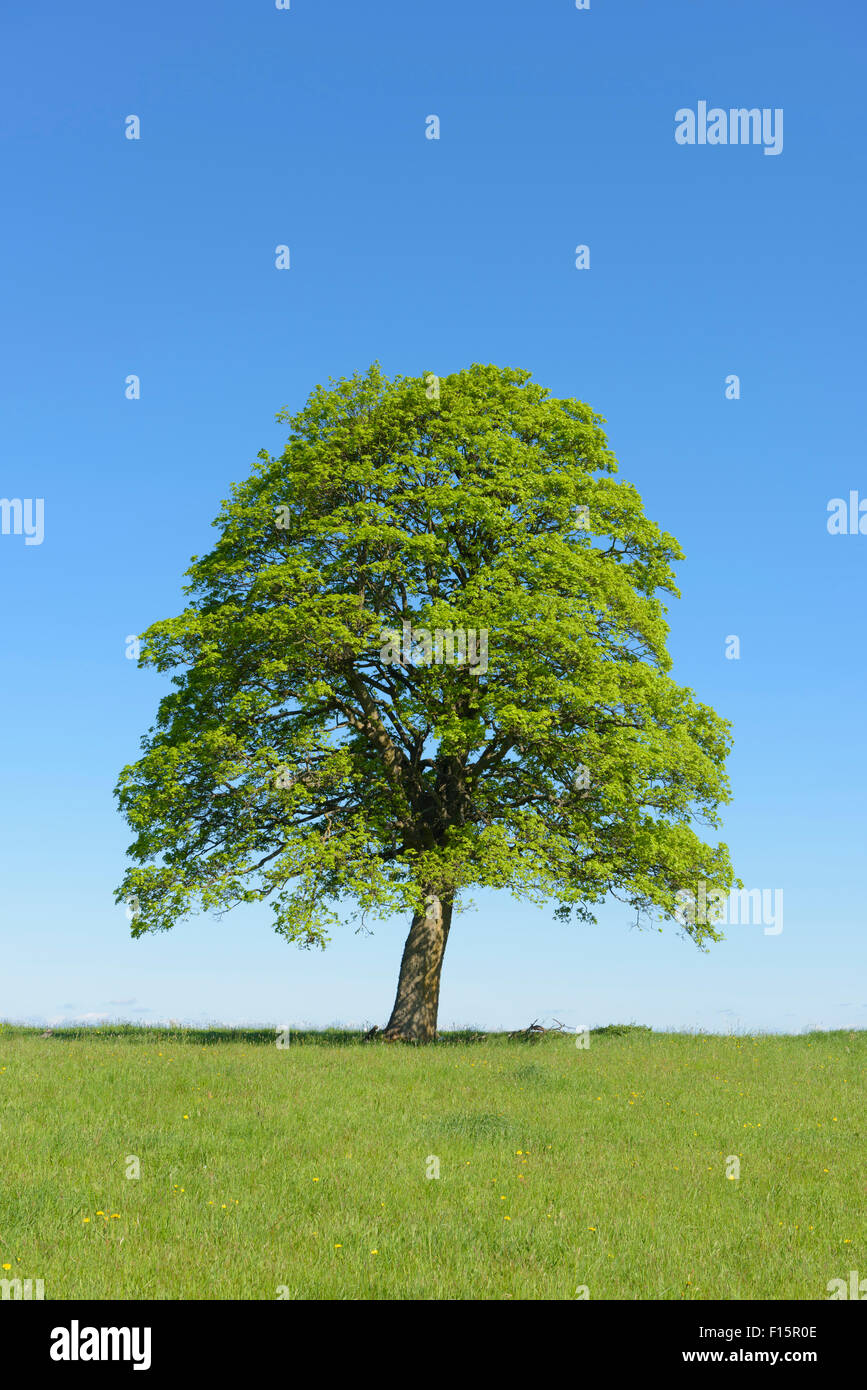Oak Tree in Spring, Freiensteinau, Vogelsberg District, Hesse, Germany ...